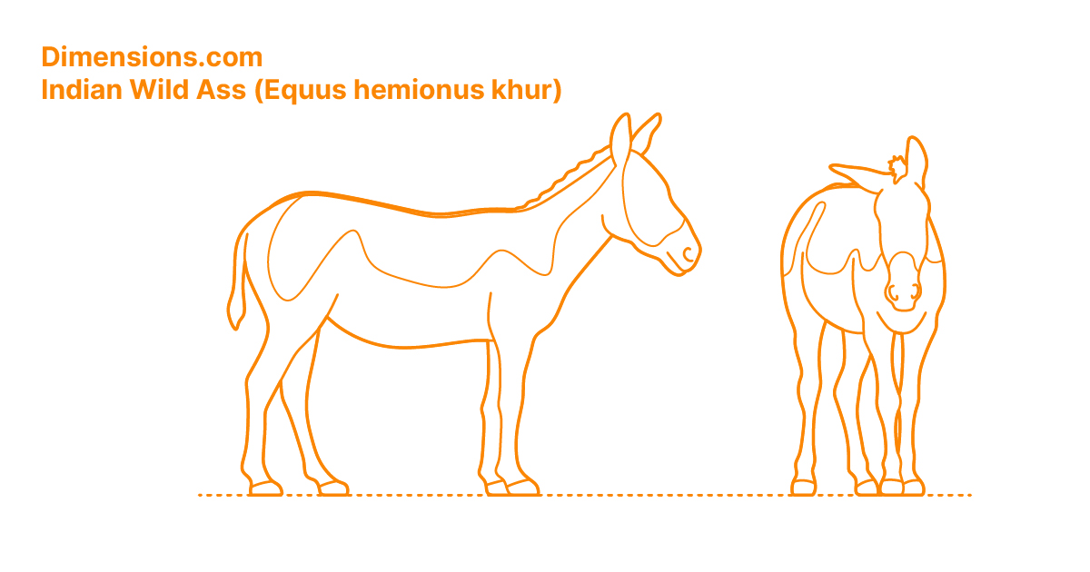 Indian Wild Ass (Equus hemionus khur) Dimensions & Drawings ...