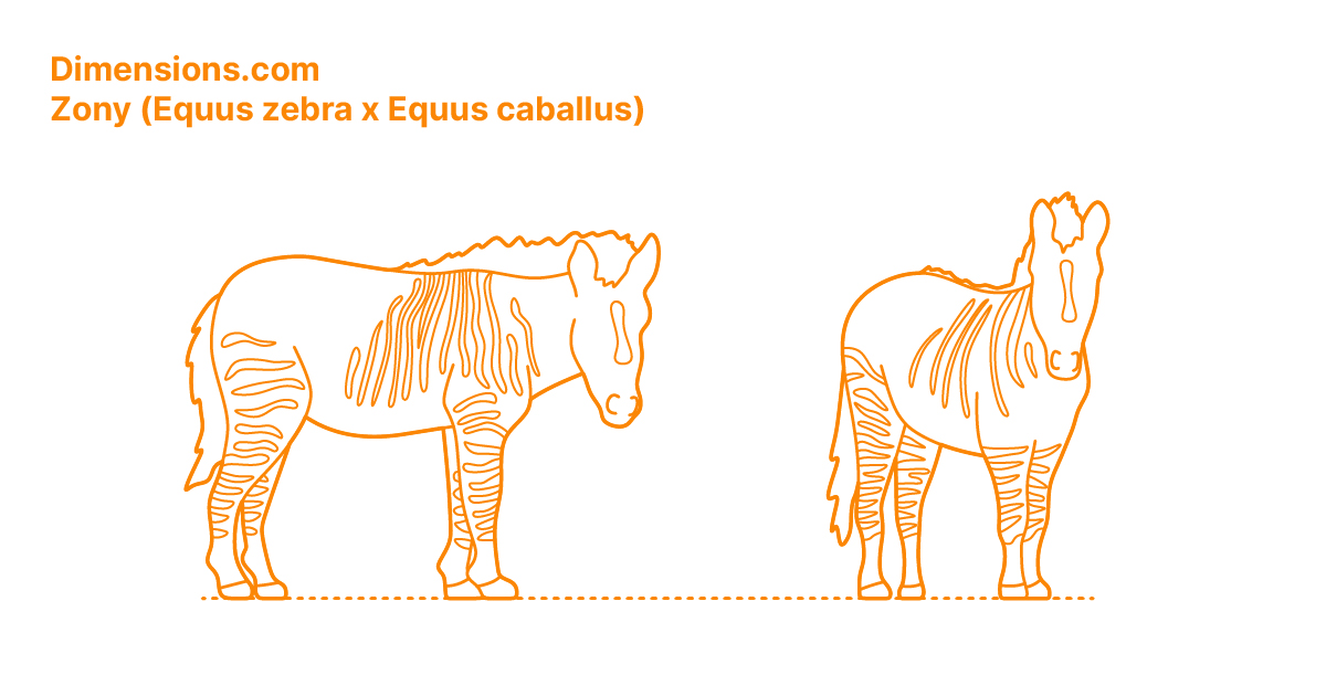 Zony (Equus zebra x Equus caballus) Dimensions & Drawings | Dimensions.com