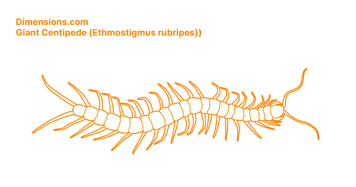 Centipede Diagram