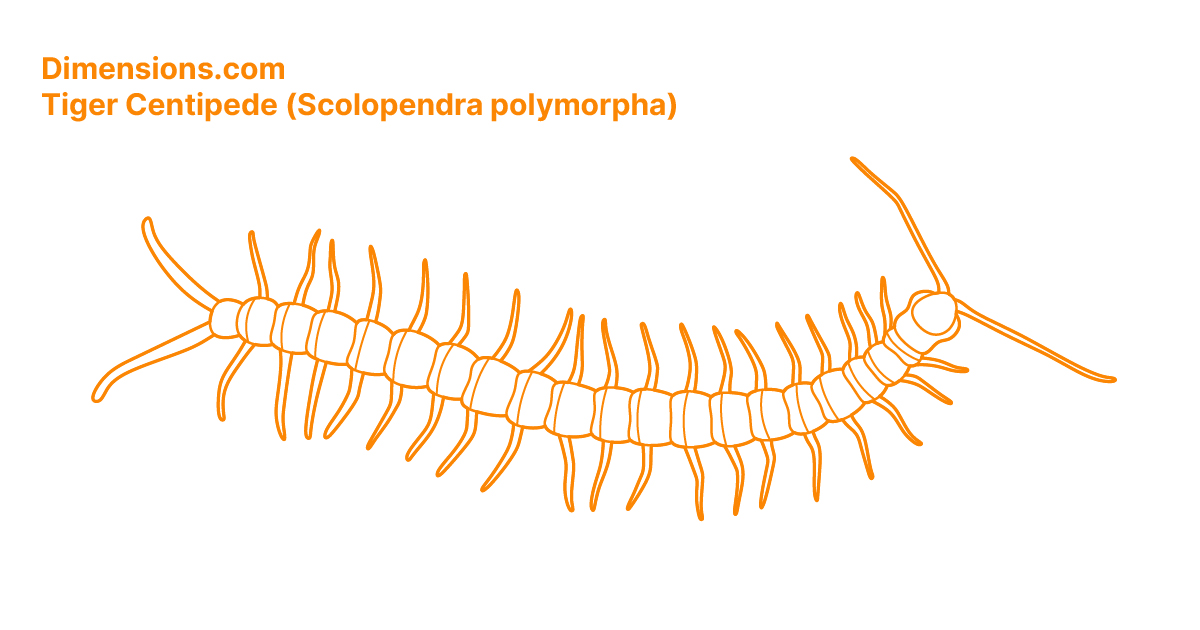 Tiger Centipede (Scolopendra polymorpha) Dimensions & Drawings ...