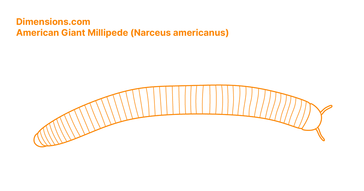 American Giant Millipede (Narceus americanus) Dimensions & Drawings ...