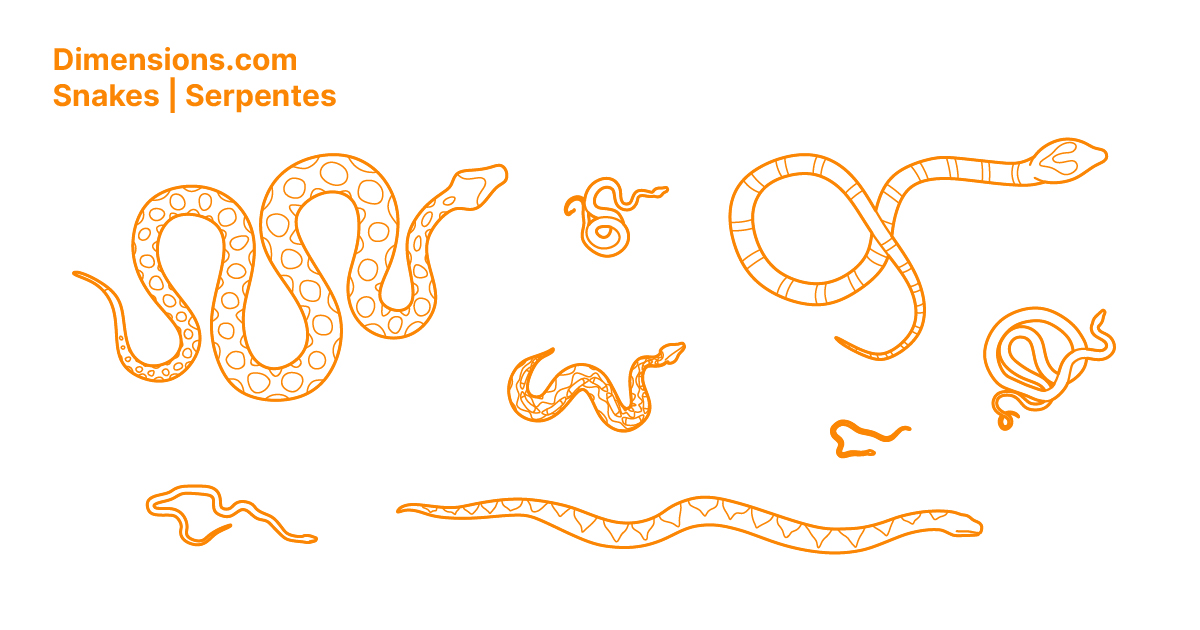All Types Of Snakes