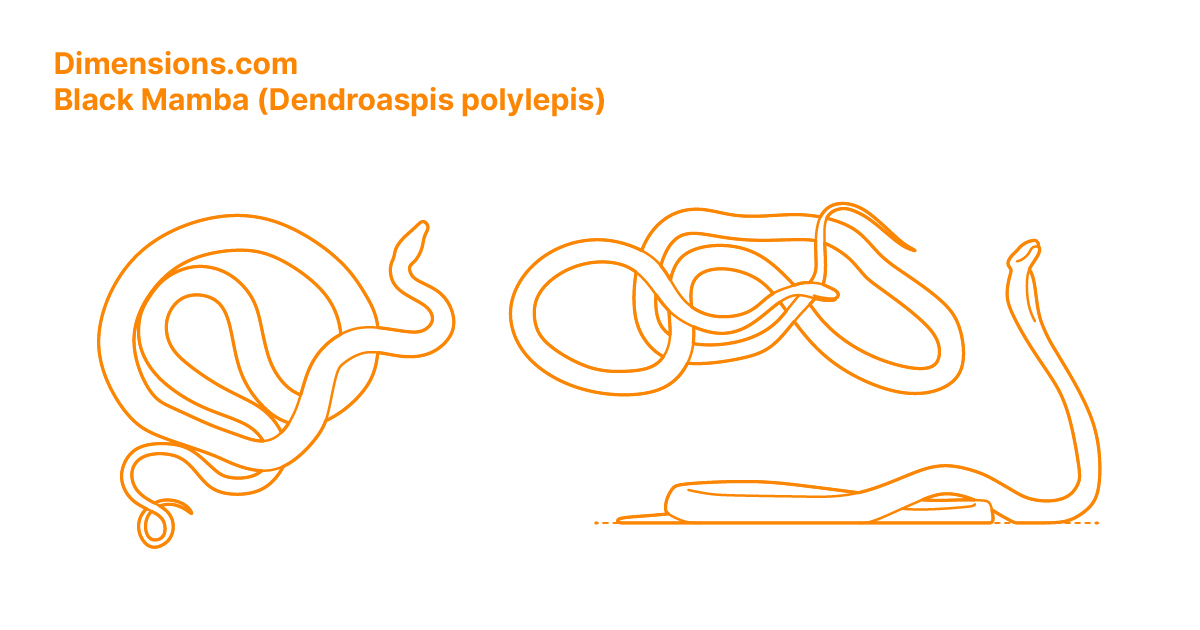 Easy Black Mamba Drawing