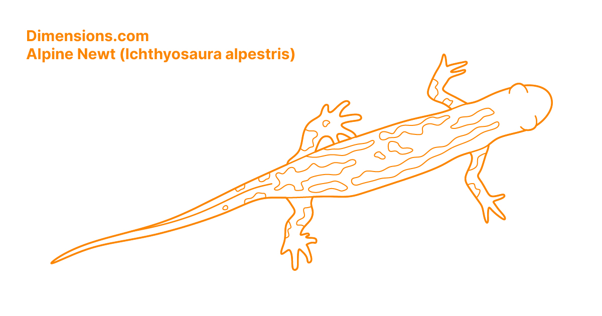 Alpine Newt (Ichthyosaura alpestris) Dimensions & Drawings | Dimensions.com