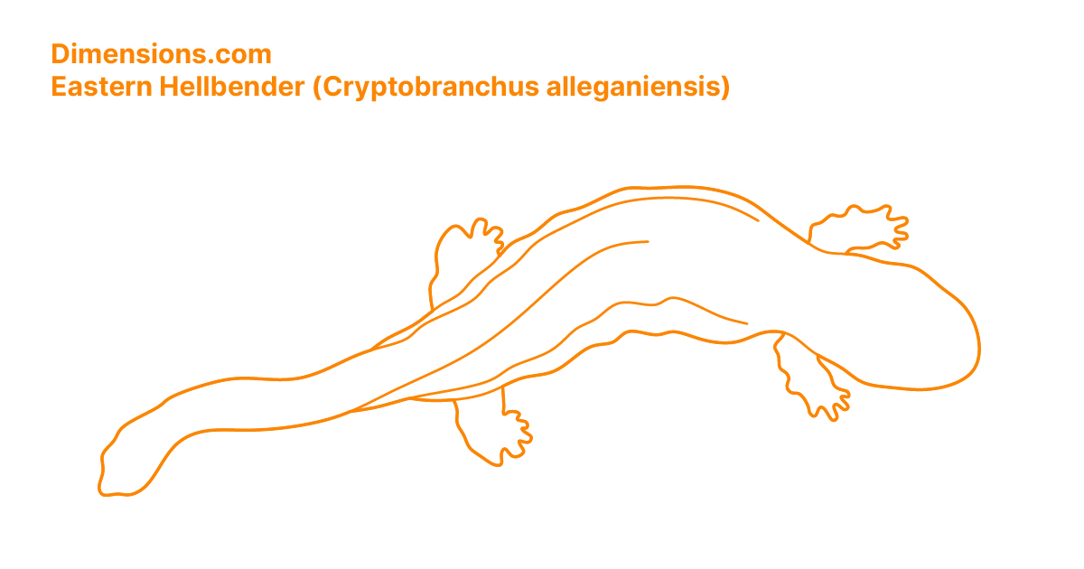 Eastern Hellbender (Cryptobranchus alleganiensis) Dimensions & Drawings | Dimensions.com