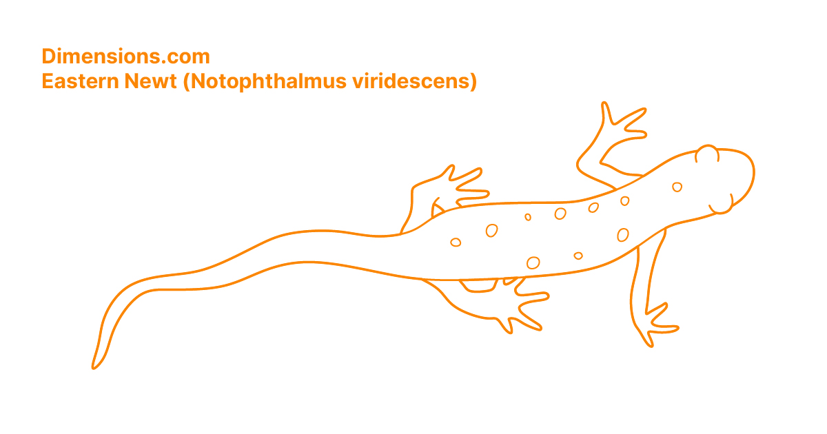 Eastern Newt (Notophthalmus viridescens) Dimensions & Drawings ...