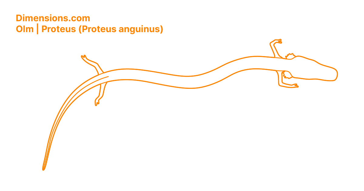 Olm | Proteus (Proteus anguinus) Dimensions & Drawings | Dimensions.com