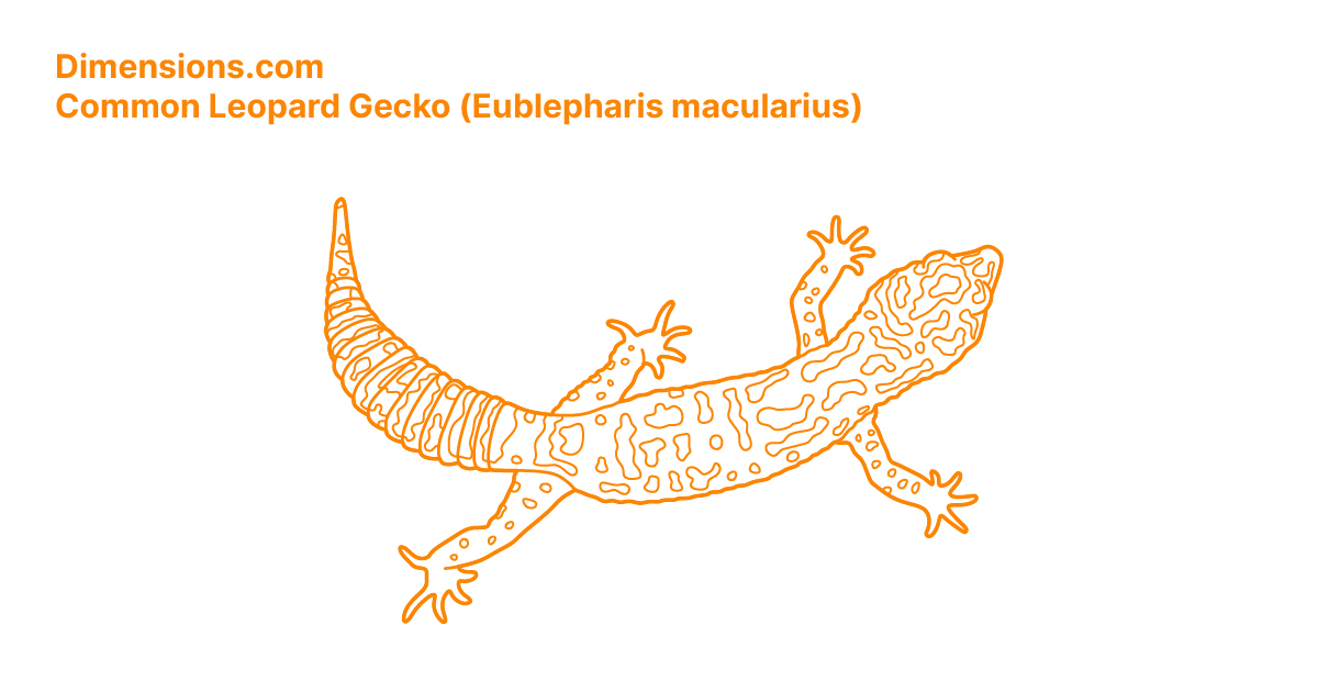 Common Leopard Gecko (Eublepharis macularius) Dimensions & Drawings ...