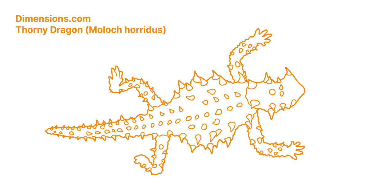 Thorny Dragon (Moloch horridus) Dimensions & Drawings | Dimensions.com