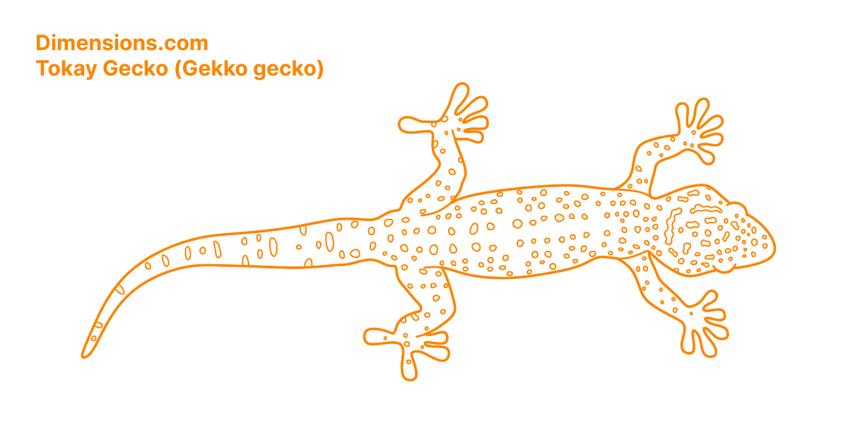 Tokay Gecko (Gekko gecko) Dimensions & Drawings | Dimensions.com
