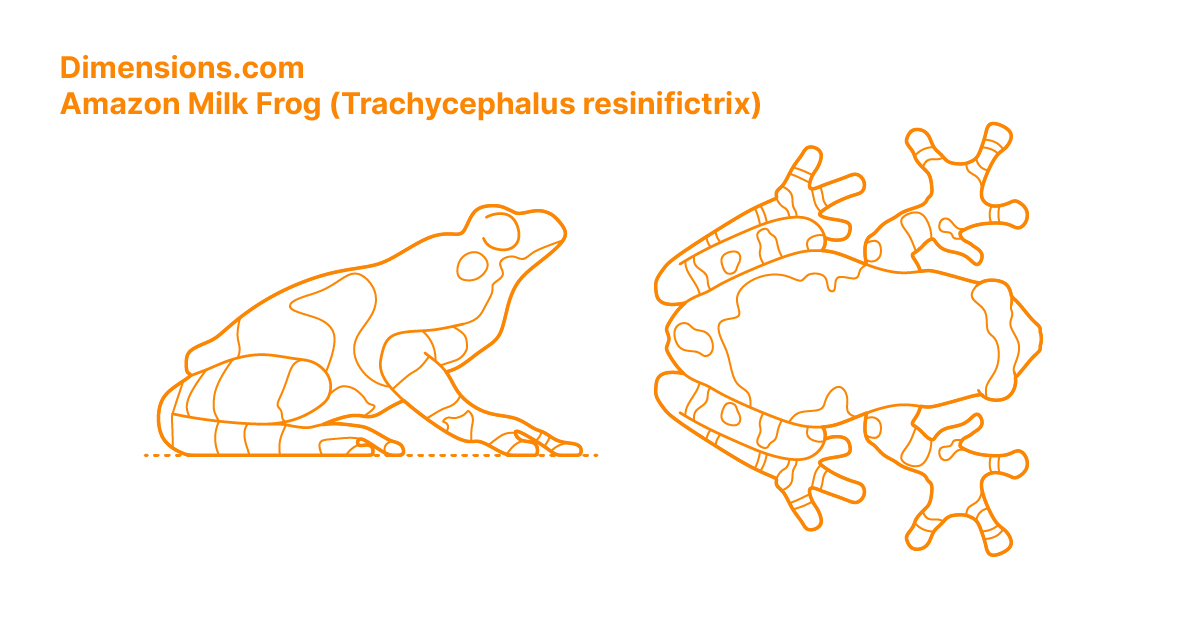 Amazon Milk Frog (Trachycephalus resinifictrix) Dimensions & Drawings ...