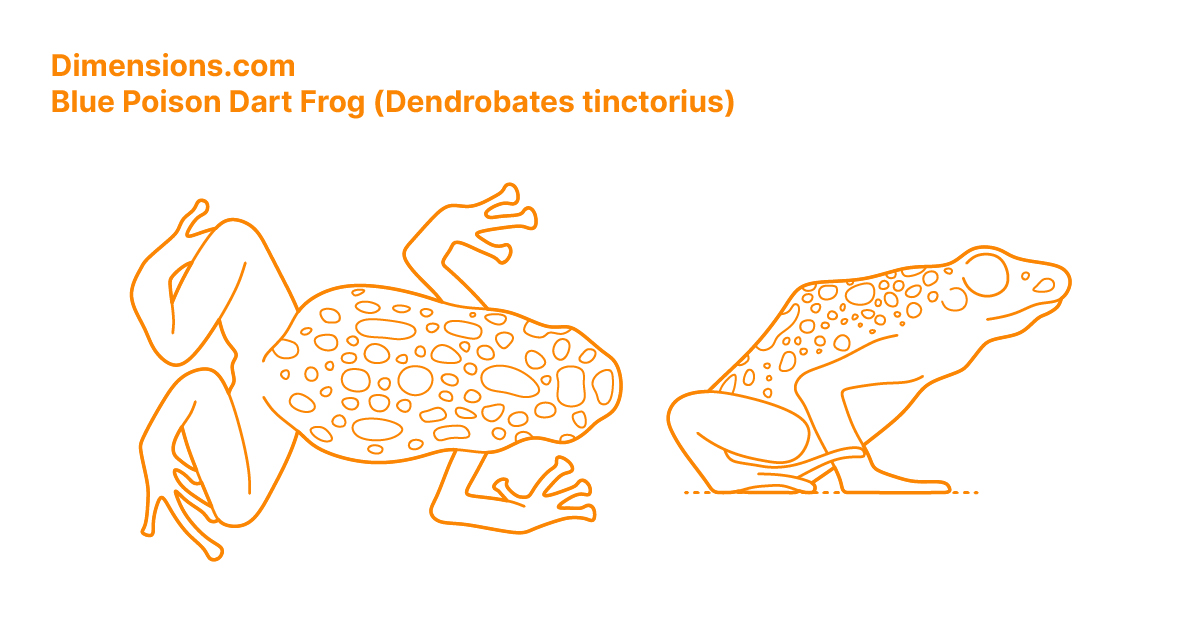 Blue Poison Dart Frog (Dendrobates tinctorius) Dimensions & Drawings ...