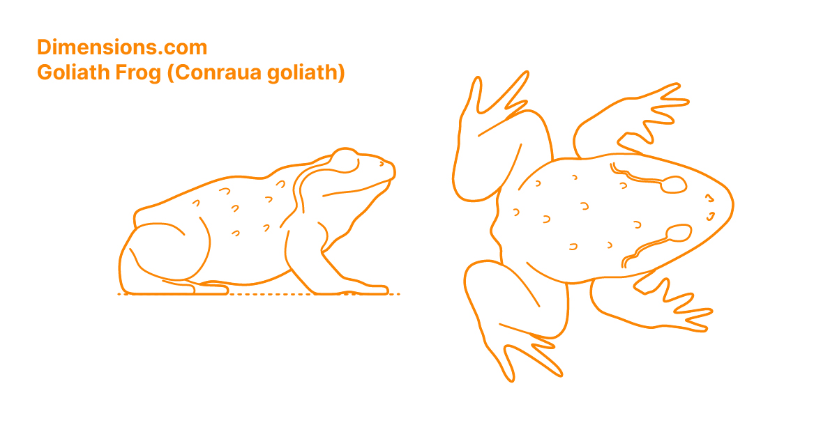 Goliath Frog (Conraua goliath) Dimensions & Drawings | Dimensions.com
