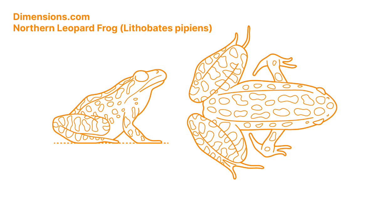 Northern Leopard Frog (Lithobates pipiens) Dimensions & Drawings ...