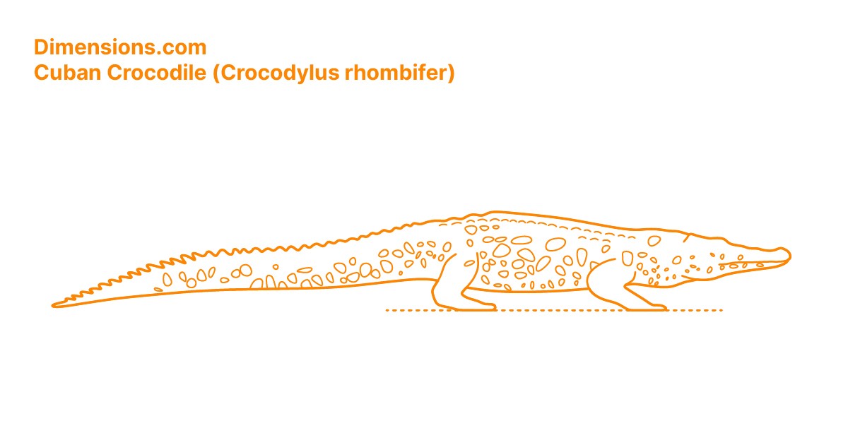 Cuban Crocodile (Crocodylus rhombifer) Dimensions & Drawings | Dimensions.com
