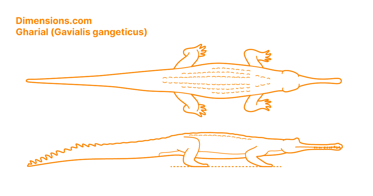 Gharial (Gavialis gangeticus) Dimensions & Drawings | Dimensions.com