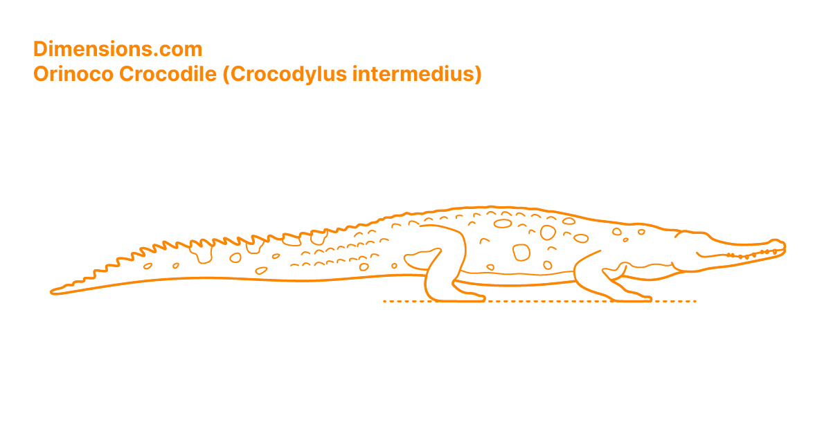 Orinoco Crocodile