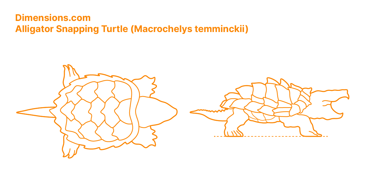Alligator Snapping Turtle (Macrochelys temminckii) Dimensions ...