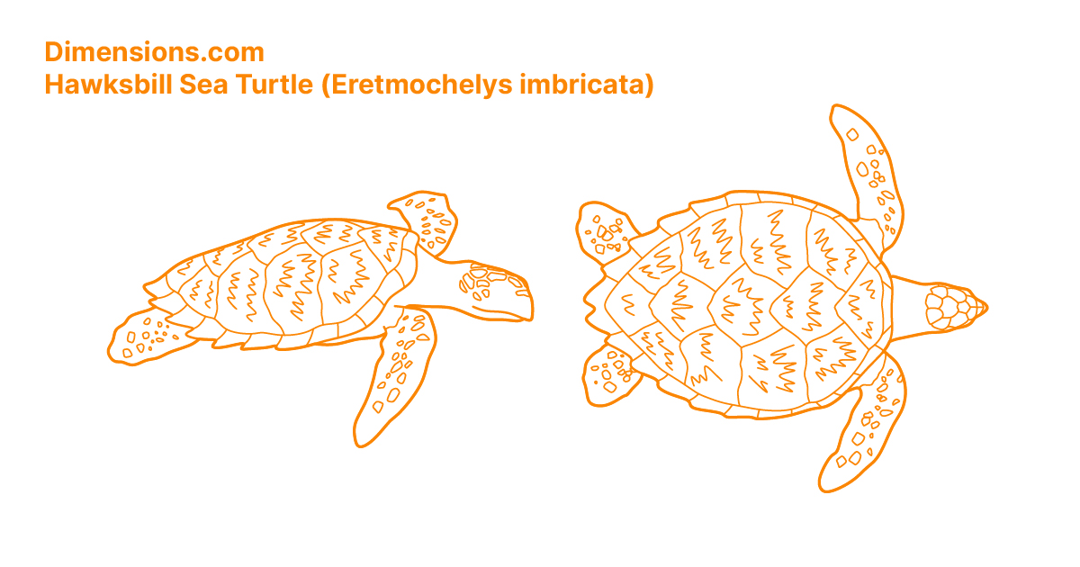 Hawksbill Sea Turtle (Eretmochelys imbricata) Dimensions & Drawings ...