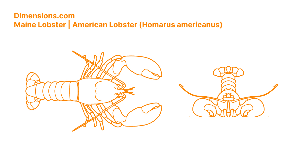 Maine Lobster | American Lobster (Homarus americanus) Dimensions ...