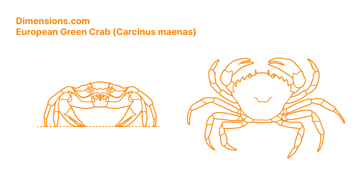 European Green Crab (Carcinus maenas) Dimensions & Drawings ...