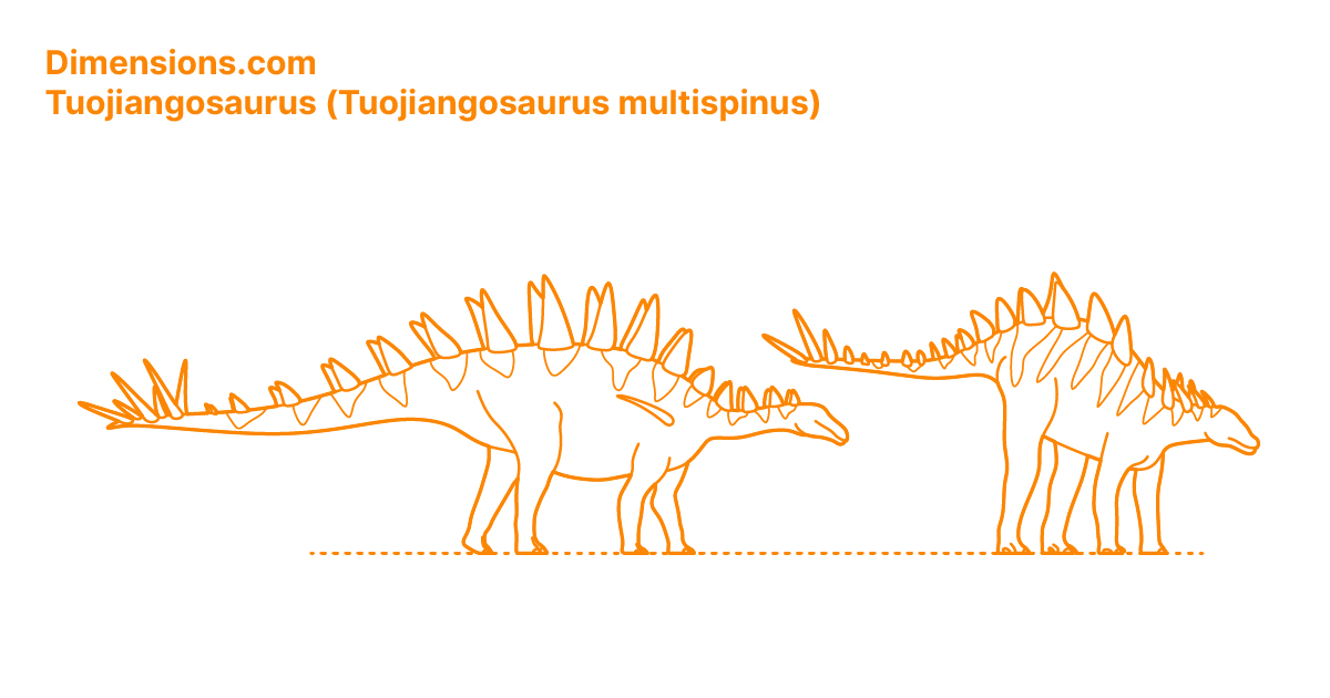 Tuojiangosaurus Dinosaur King