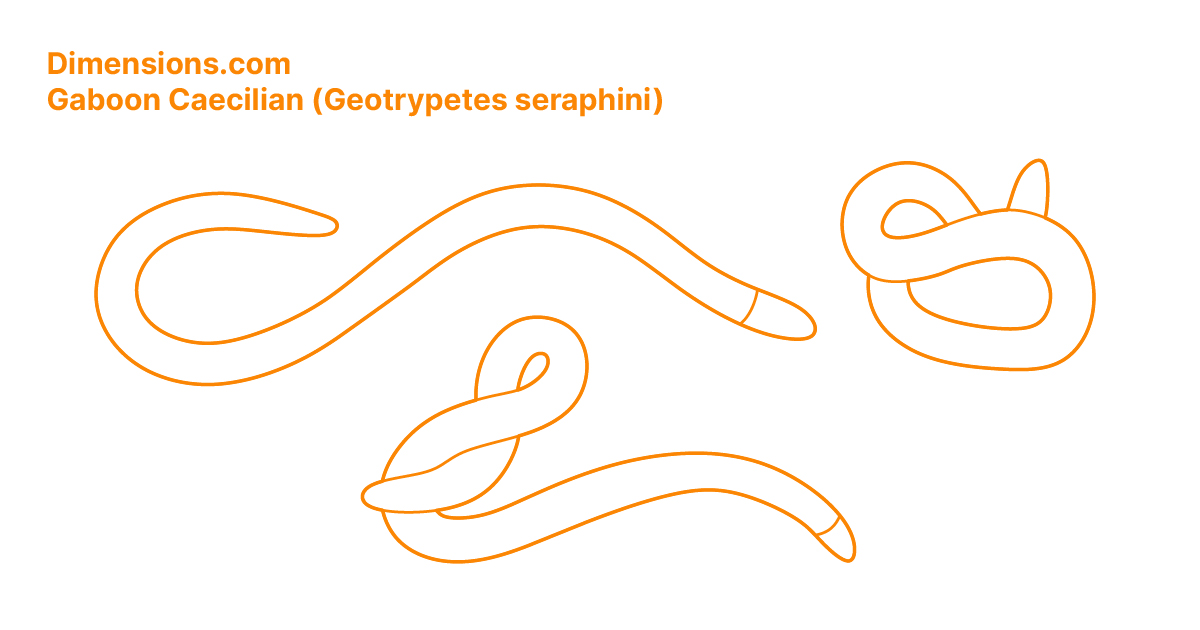 Gaboon Caecilian (Geotrypetes seraphini) Dimensions & Drawings ...