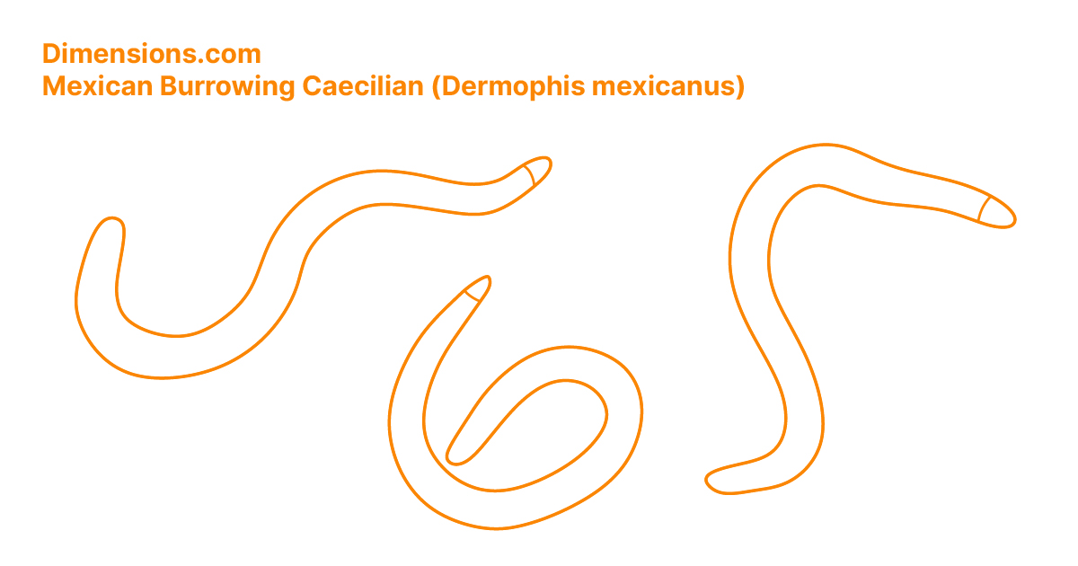 Mexican Burrowing Caecilian (Dermophis mexicanus) Dimensions & Drawings ...