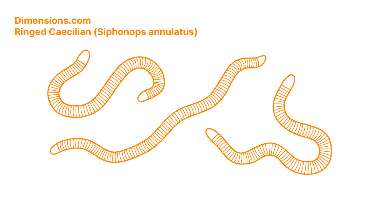 Ringed Caecilian (Siphonops annulatus) Dimensions & Drawings ...