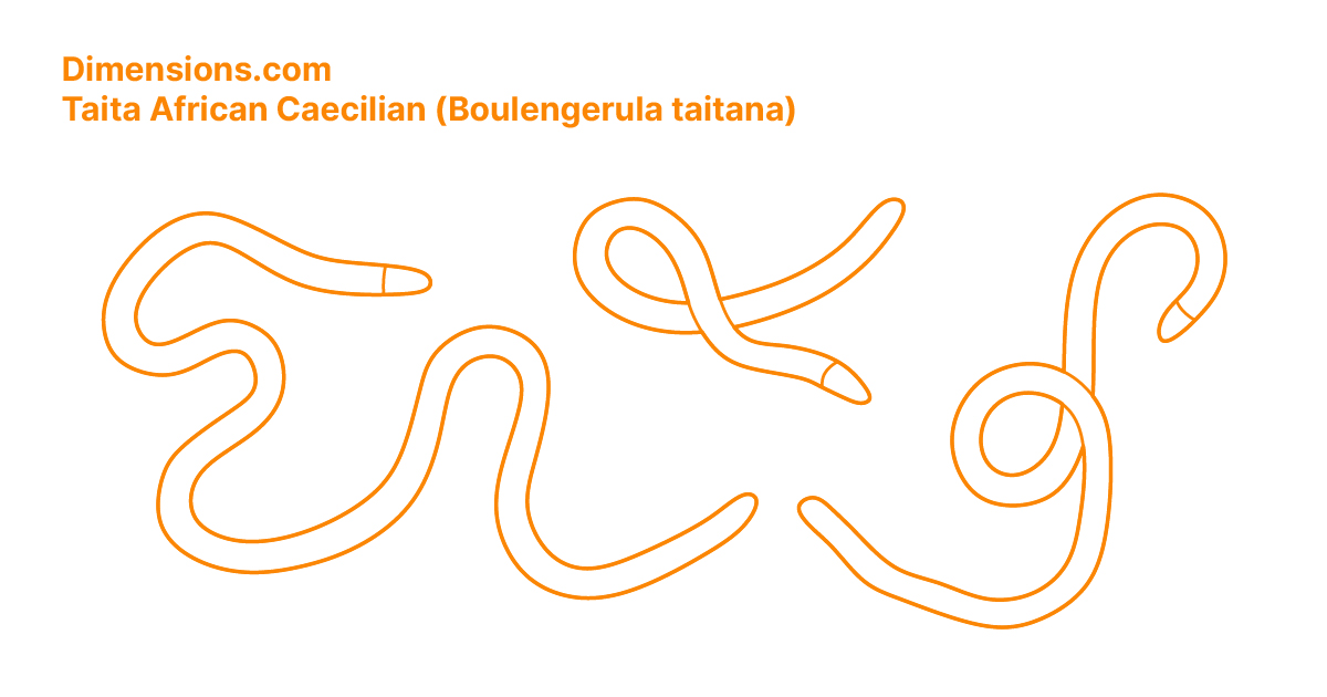 Taita African Caecilian (Boulengerula taitana) Dimensions & Drawings ...
