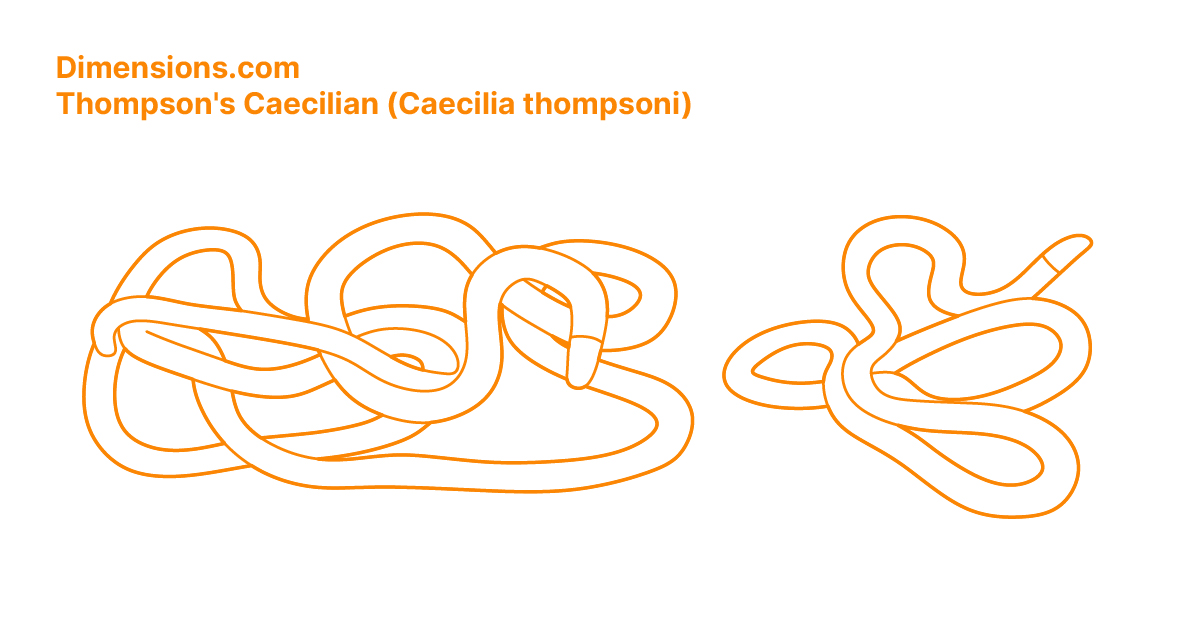 Thompson's Caecilian (Caecilia thompsoni) Dimensions & Drawings ...