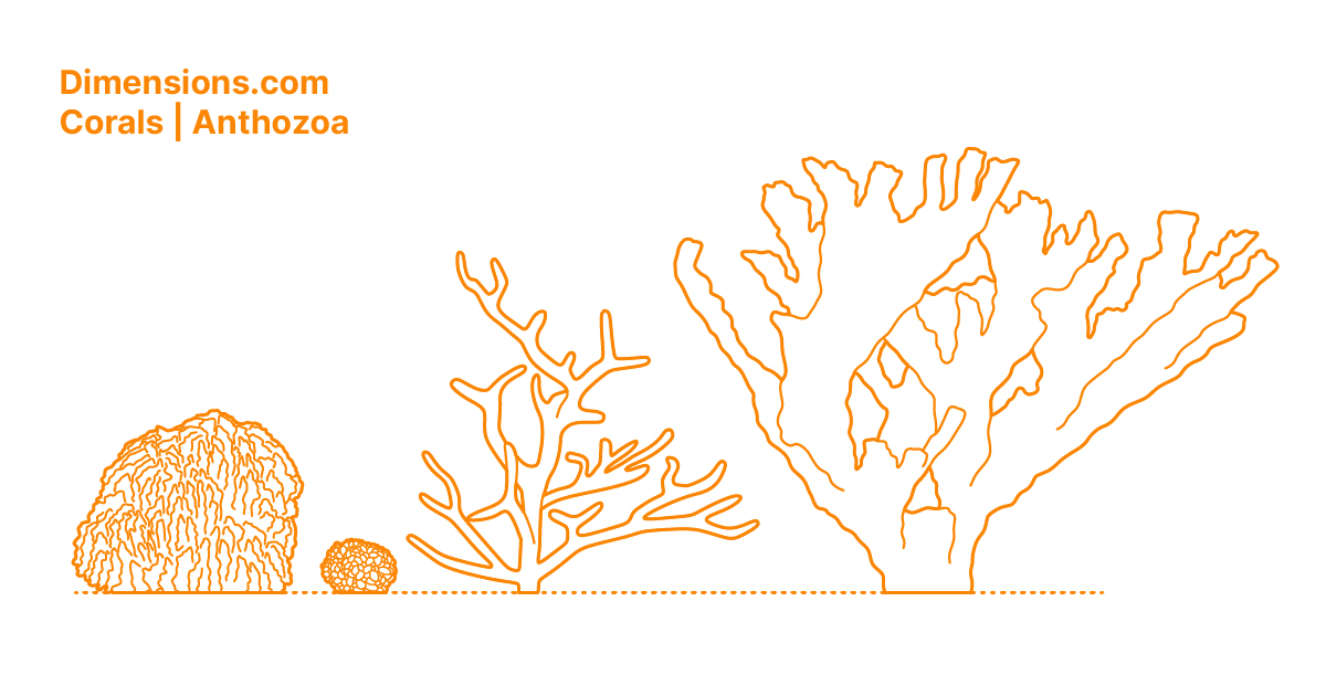 Corals | Anthozoa Dimensions & Drawings | Dimensions.com