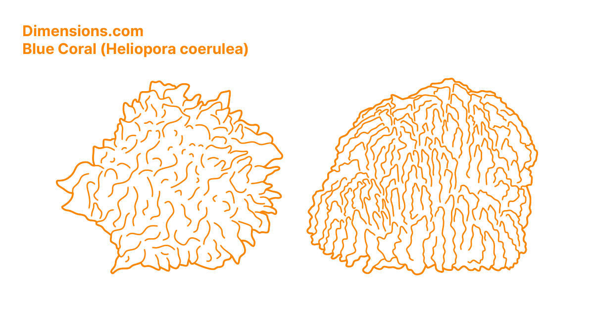 Blue Coral (Heliopora coerulea) Dimensions & Drawings | Dimensions.com