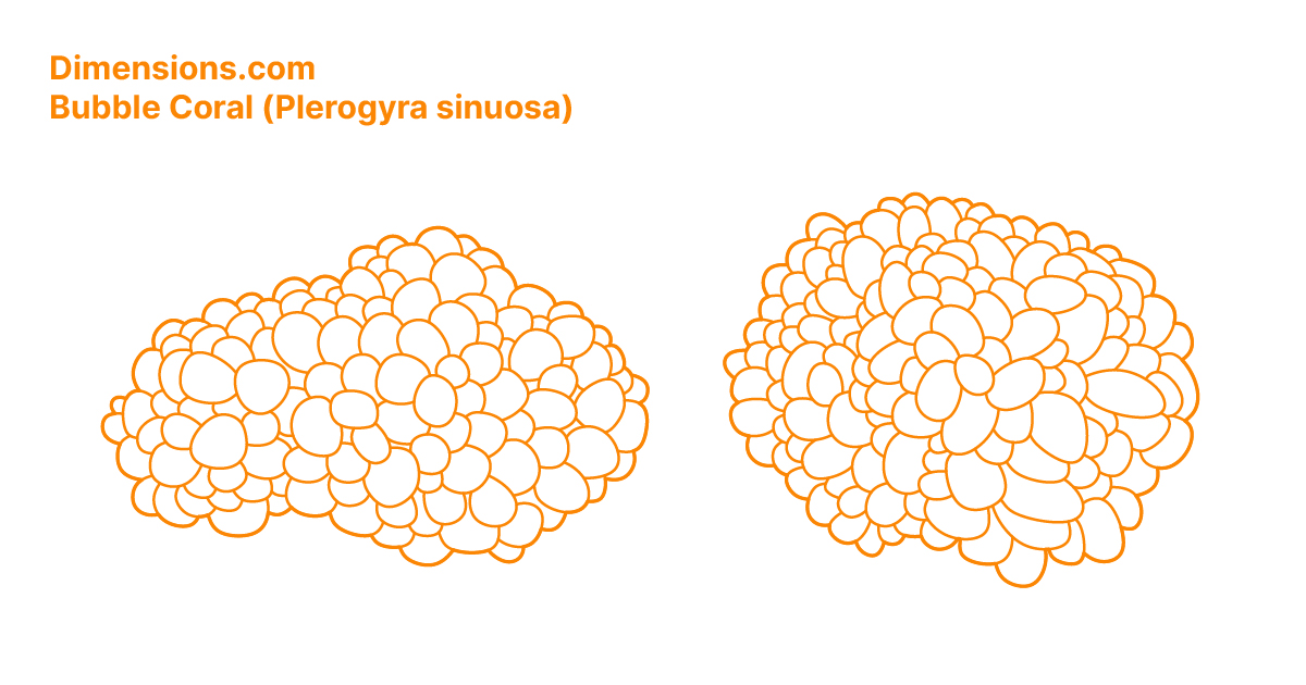 Bubble Coral (Plerogyra sinuosa) Dimensions & Drawings | Dimensions.com