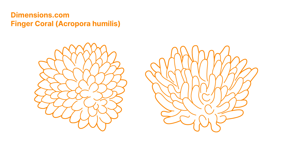 Finger Coral (Acropora humilis) Dimensions & Drawings | Dimensions.com