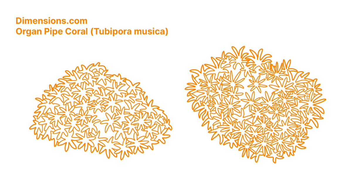 Organ Pipe Coral (Tubipora musica) Dimensions & Drawings | Dimensions.com