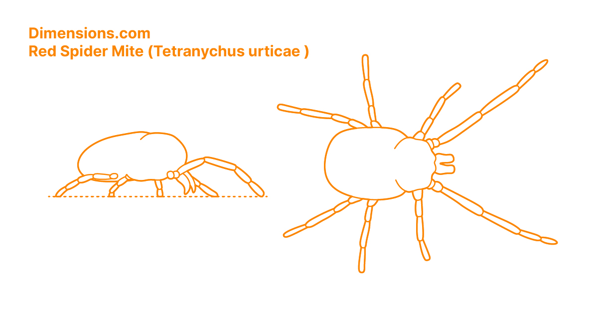 Water Mite Diagram