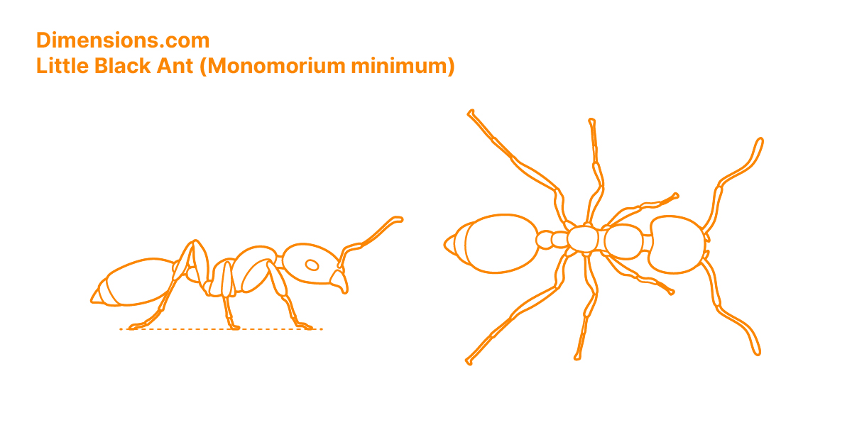 Little Black Ant
