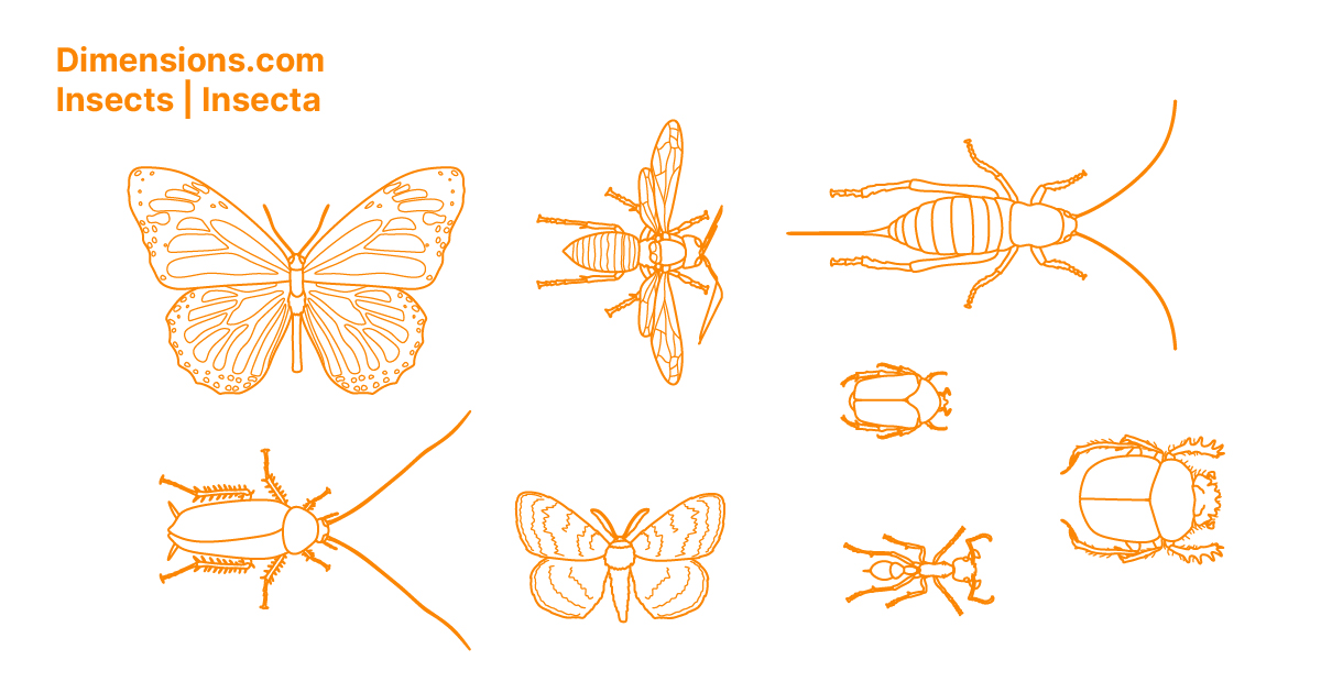 Insect Exoskeleton Sketch