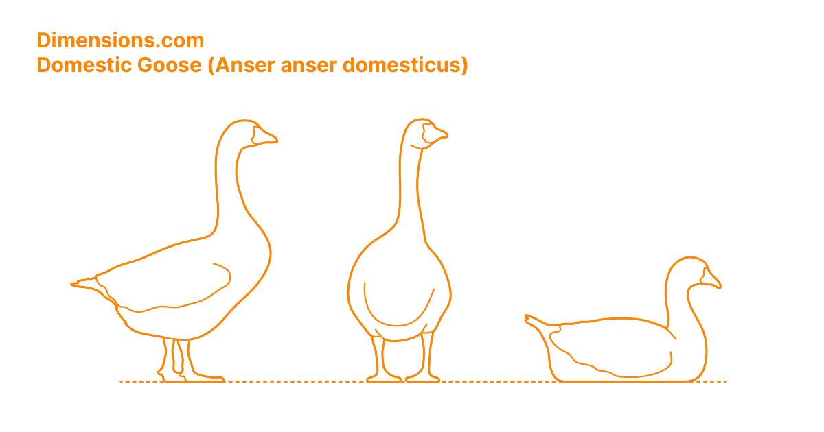 Domestic Goose (Anser anser domesticus) Dimensions & Drawings ...