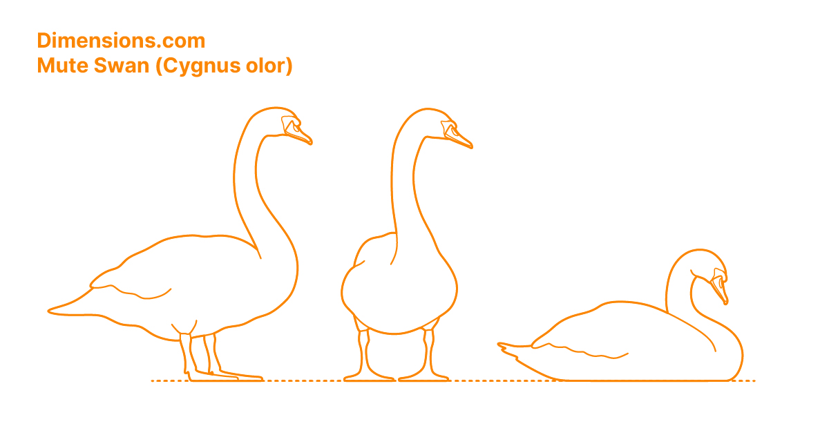 Mute Swan (Cygnus olor) Dimensions & Drawings | Dimensions.com