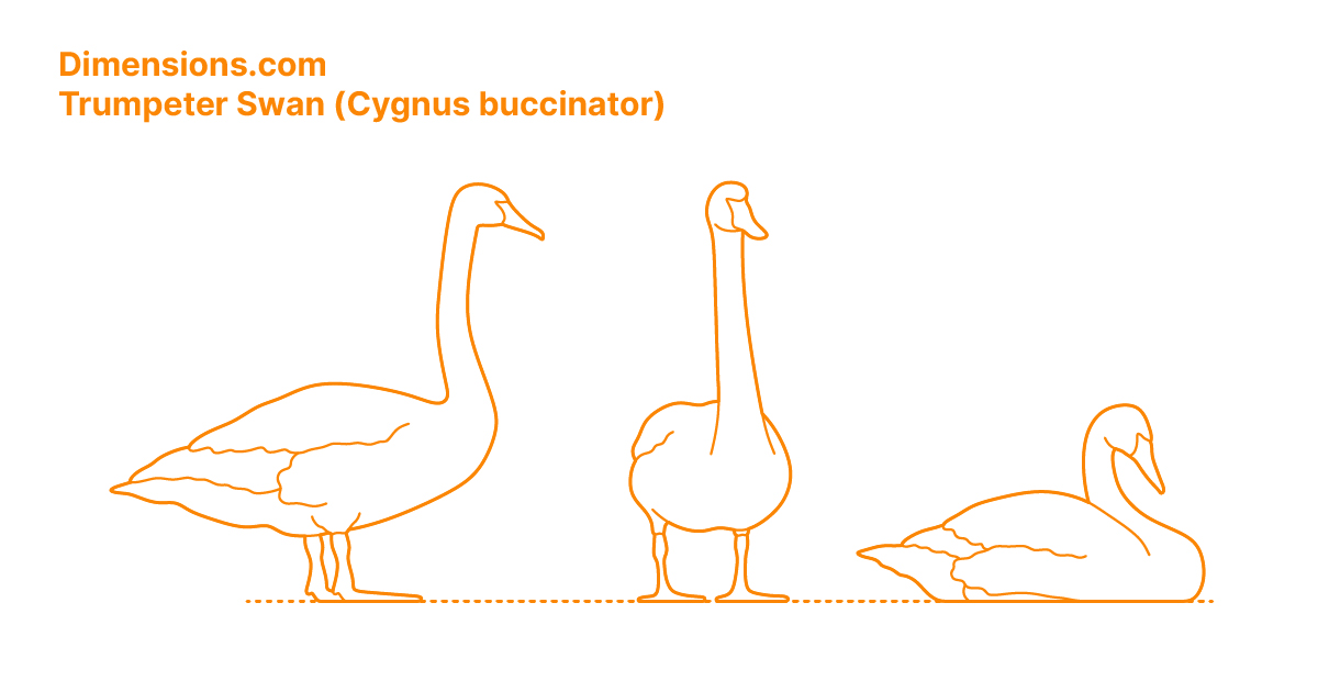 Trumpeter Swan (Cygnus buccinator) Dimensions & Drawings | Dimensions.com
