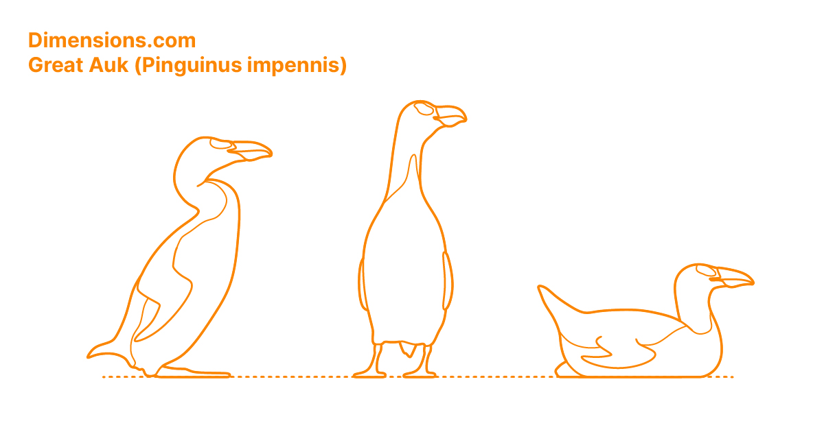 Great Auk (Pinguinus impennis) Dimensions & Drawings | Dimensions.com