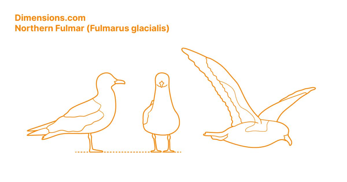 Northern Fulmar (Fulmarus glacialis) Dimensions & Drawings | Dimensions.com