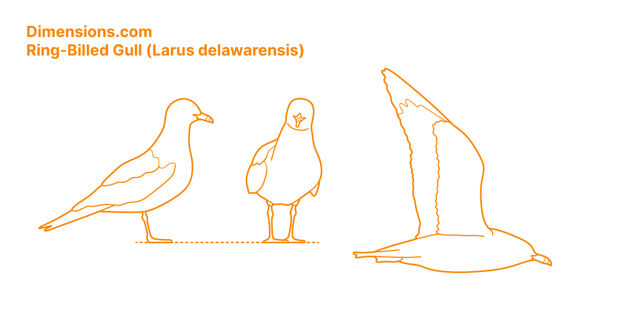 Ring-Billed Gull (Larus delawarensis) Dimensions & Drawings ...