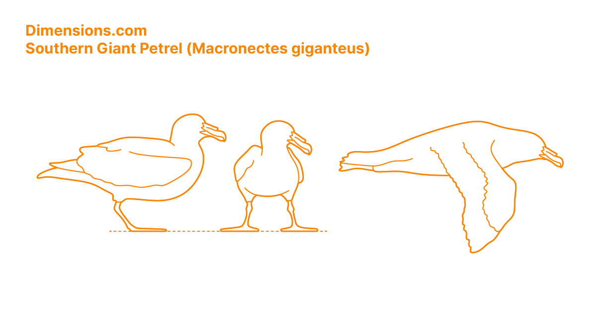 Southern Giant Petrel (Macronectes giganteus) Dimensions & Drawings ...