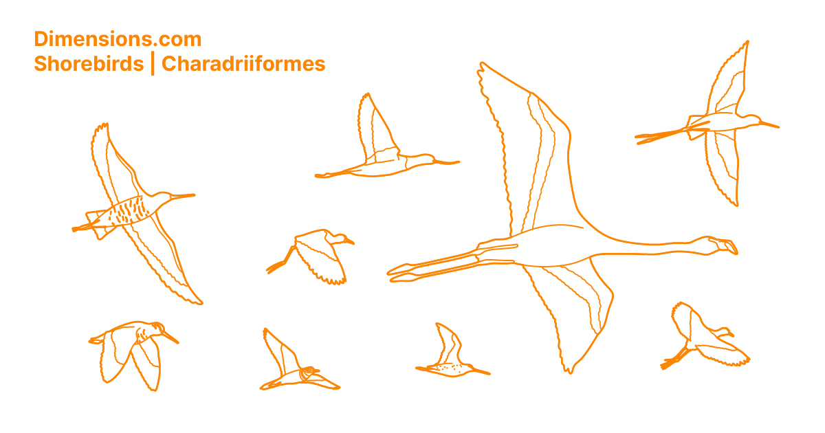 Shorebirds | Charadriiformes Dimensions & Drawings | Dimensions.com