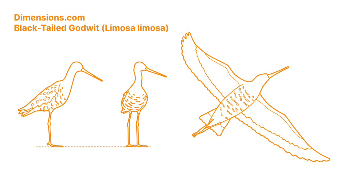 Black-Tailed Godwit (Limosa limosa) Dimensions & Drawings | Dimensions.com