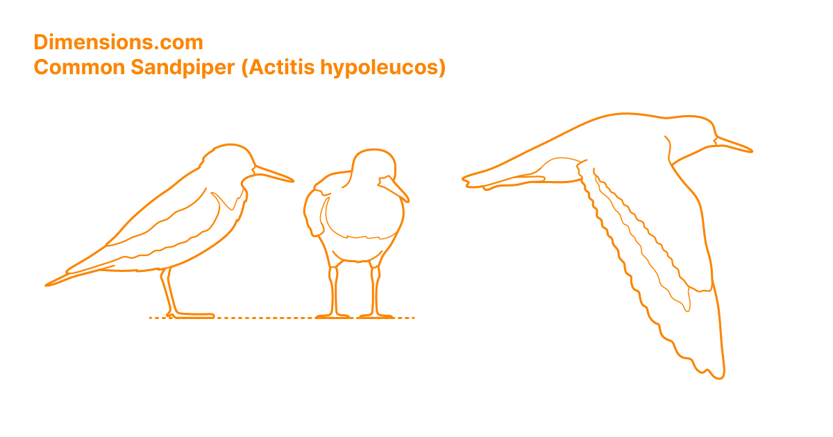 Common Sandpiper (Actitis hypoleucos) Dimensions & Drawings ...