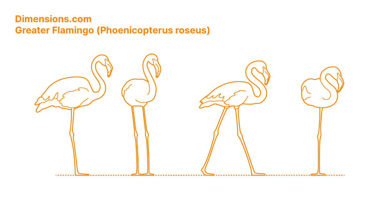 Greater Flamingo (Phoenicopterus roseus) Dimensions & Drawings ...